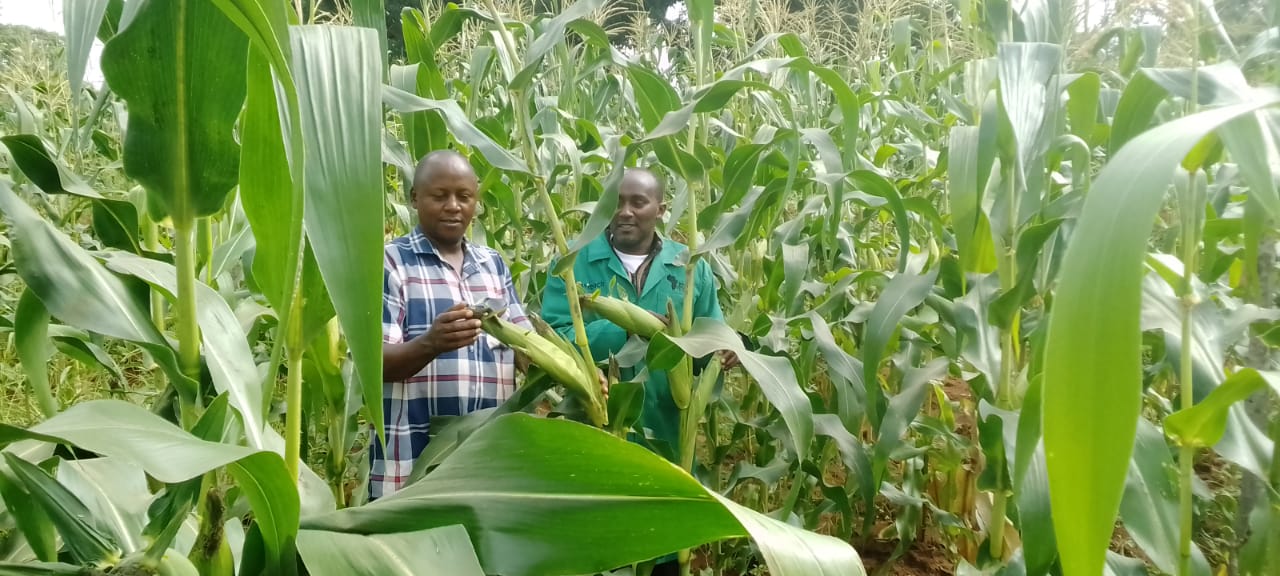 Principles of agroecological management of maize pests | The Organic Farmer