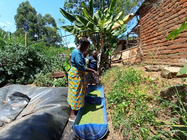 Farmer supplements poultry feed and earns some income from azolla ...